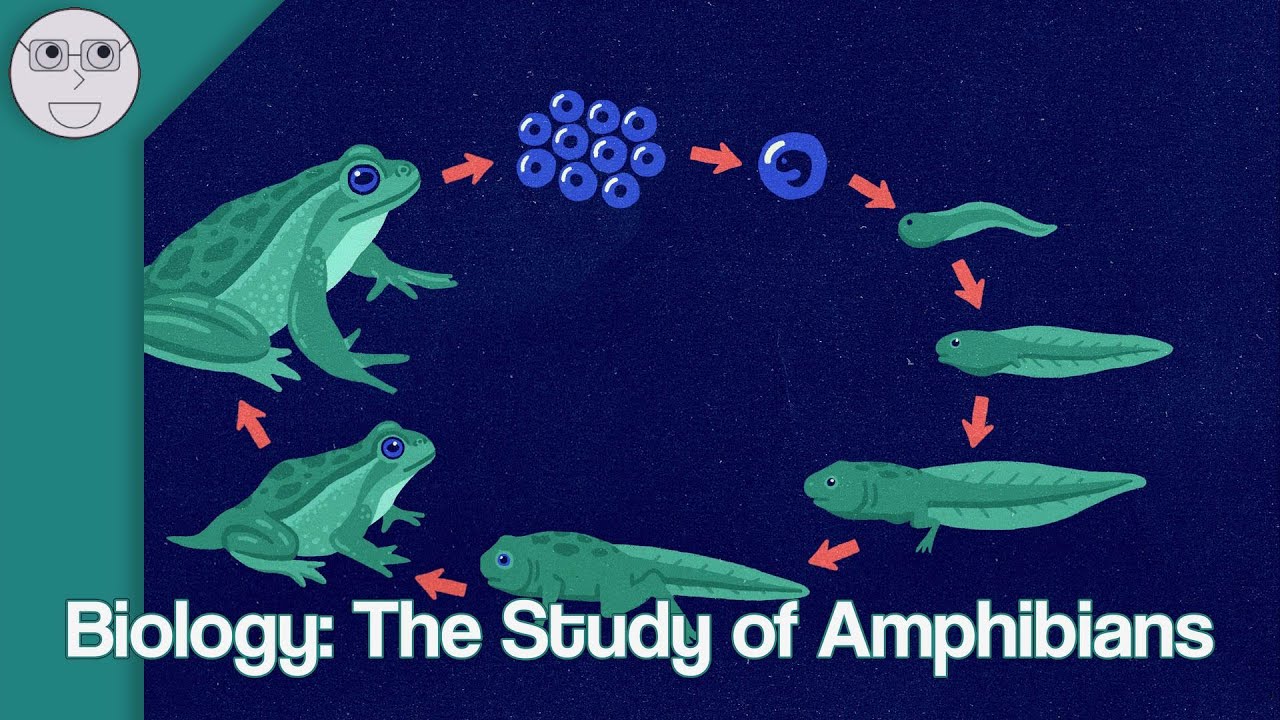 Biology: The Study of Amphibians - YouTube