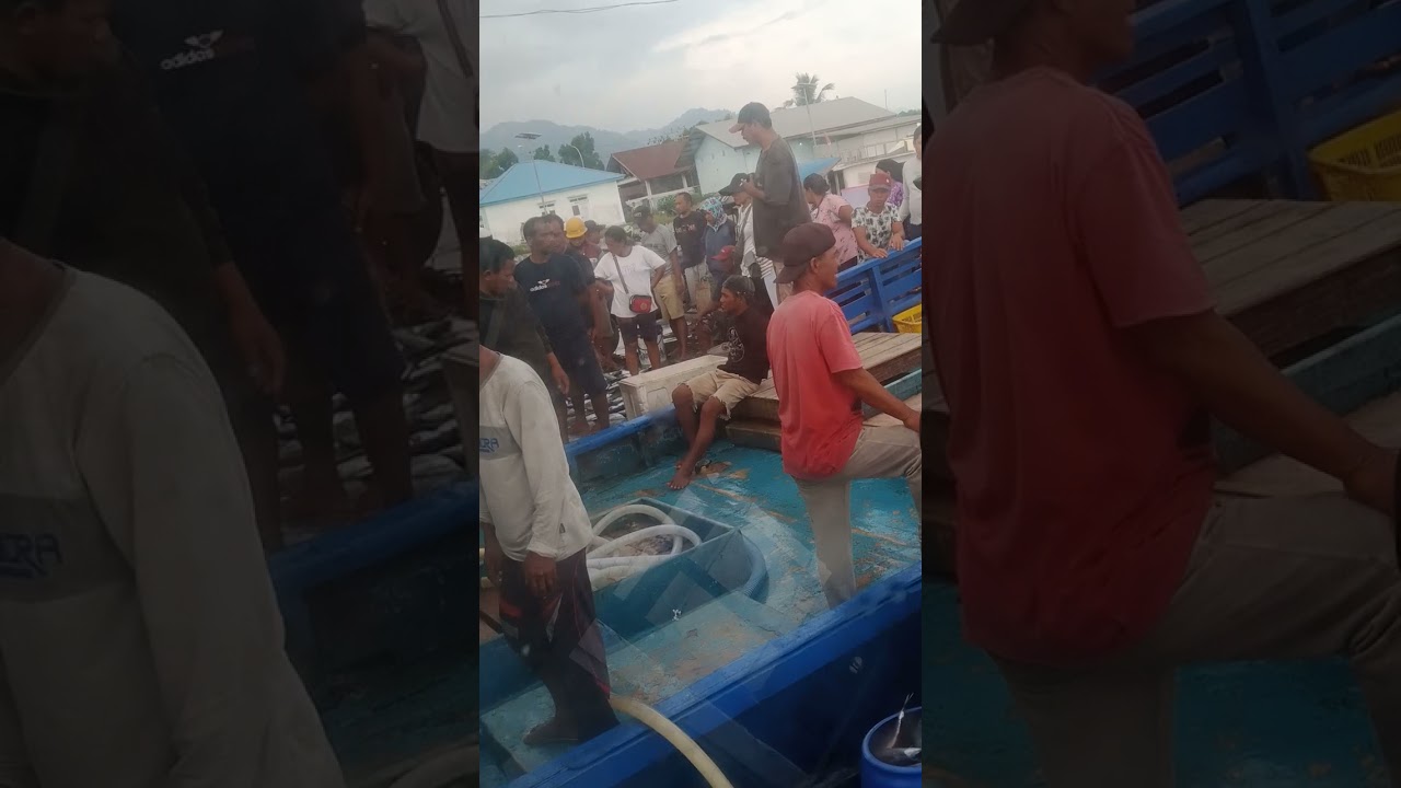 Perhatikan cara bongkar ikan cakalang dari dalam Palka kapal di TPI ...