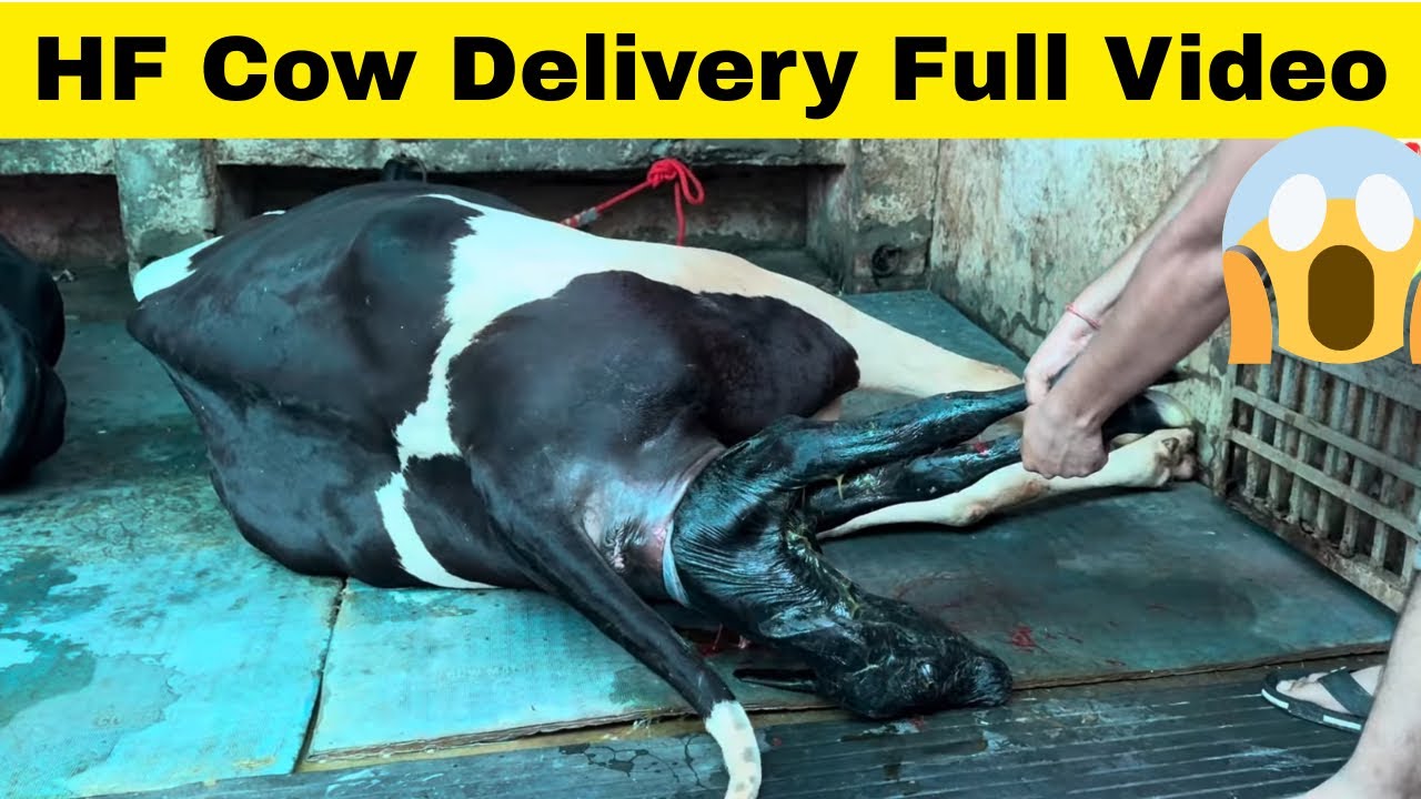 LIVE 🔴 HF Cow Baby Delivery - Beautiful Video 😍 - YouTube