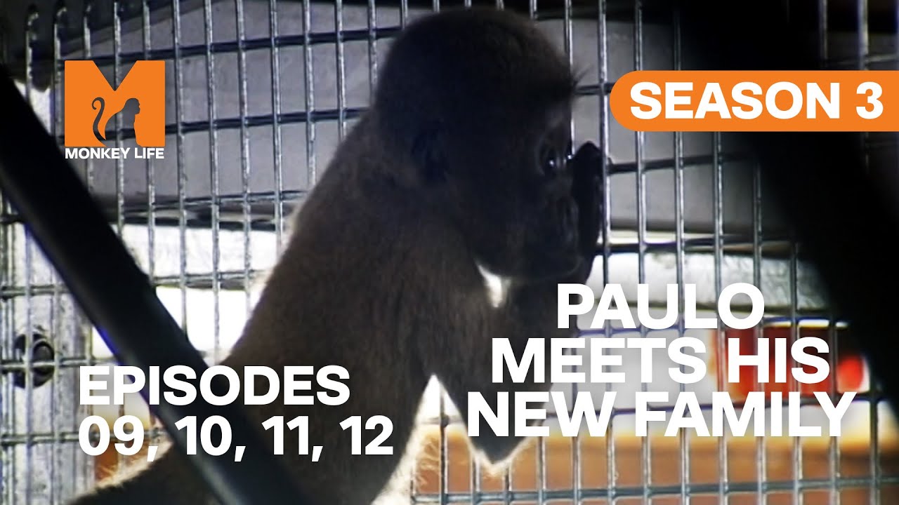 Paulo Meets His New Family in Monkey Life | S03 E09, 10, 11 & 12 | Full ...