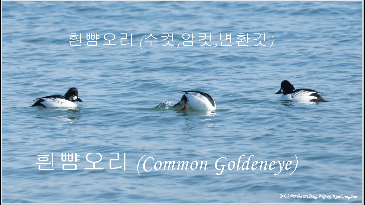 흰뺨오리(암수,변환깃)=Common Goldeneye male and female and transformation ...