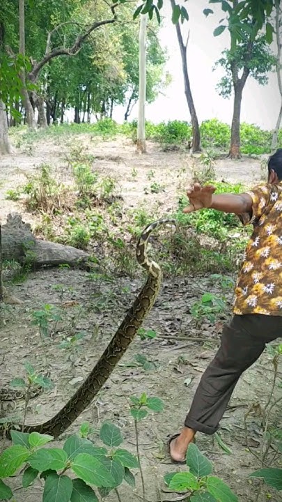 The python is pulling its tail #funnyanimal 😄 - YouTube