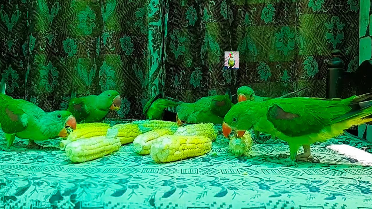Corn Healthy Food For Talking And Speaking Parrots||Green Parrots ...