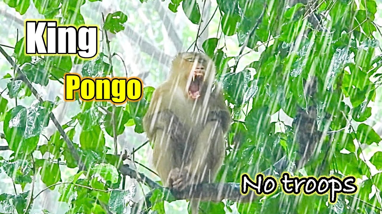 Pongo Want to have friends..!! Brady and Drayan go to play with Pongo ...