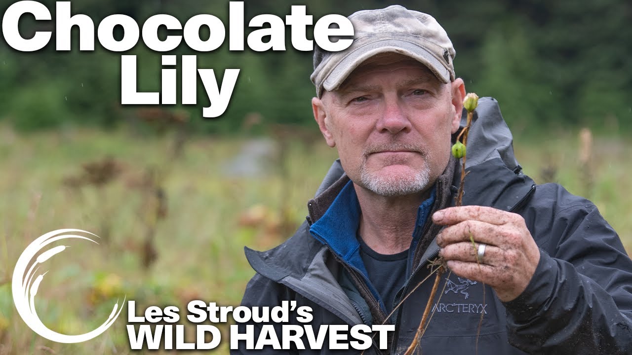 WILD HARVEST | CHOCOLATE LILY | LES STROUD | PAUL ROGALSKI - YouTube