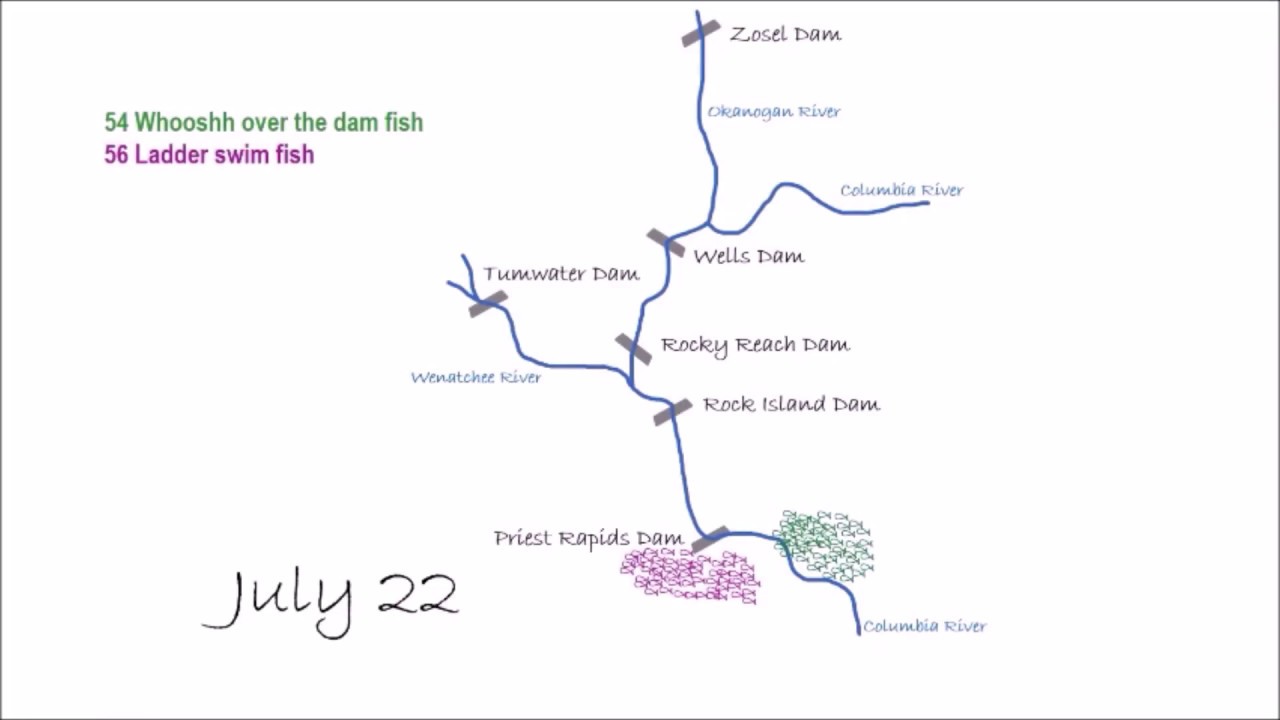 Whooshh Selective Fish Passage - How it Works - YouTube