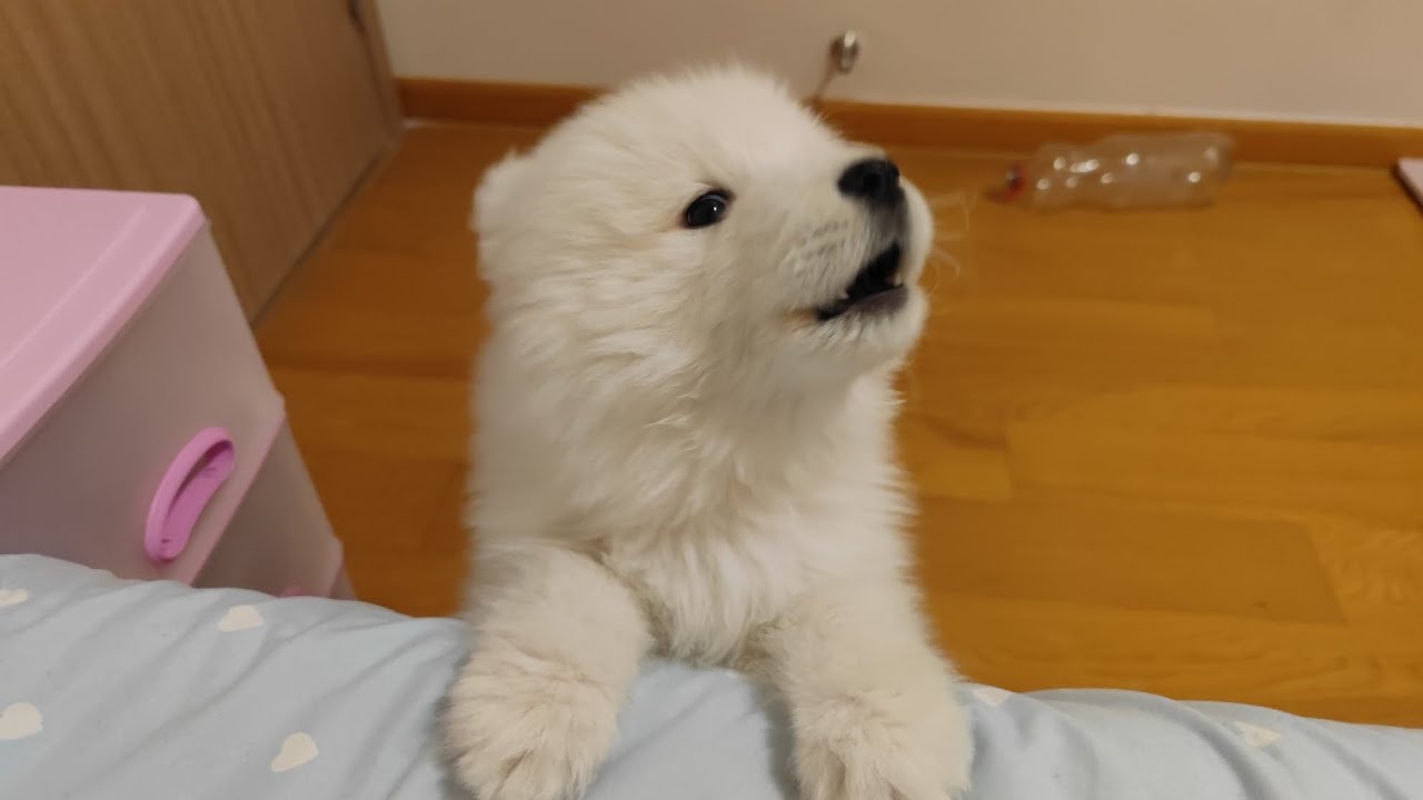 dog so cute 萨摩耶幼犬 早晨被狗狗叫醒！美好的一天又开始了，给它准备早餐啦！羊奶和狗粮，它情绪激动已经急不可耐的想吃啦 ...