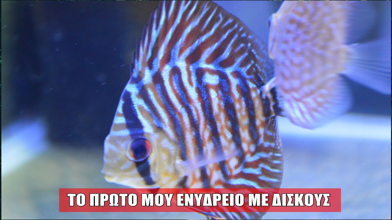 ΤΟ ΠΡΩΤΟ ΜΟΥ ΕΝΥΔΡΕΙΟ ΜΕ ΔΙΣΚΟΥΣ !!! ΤΟ ΜΕΓΑΛΩΜΑ ΤΩΝ ΠΡΩΤΩΝ ΜΟΥ ΔΙΣΚΩΝ ...