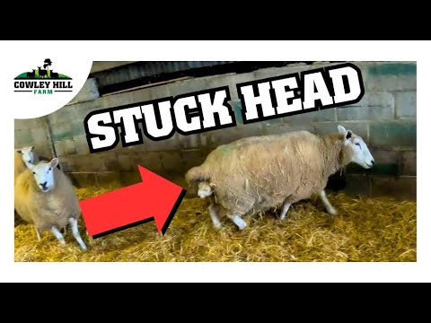 WHY IS THIS LAMB'S HEAD SO SWOLLEN? | VLOG 2 LAMBING 2025 - YouTube