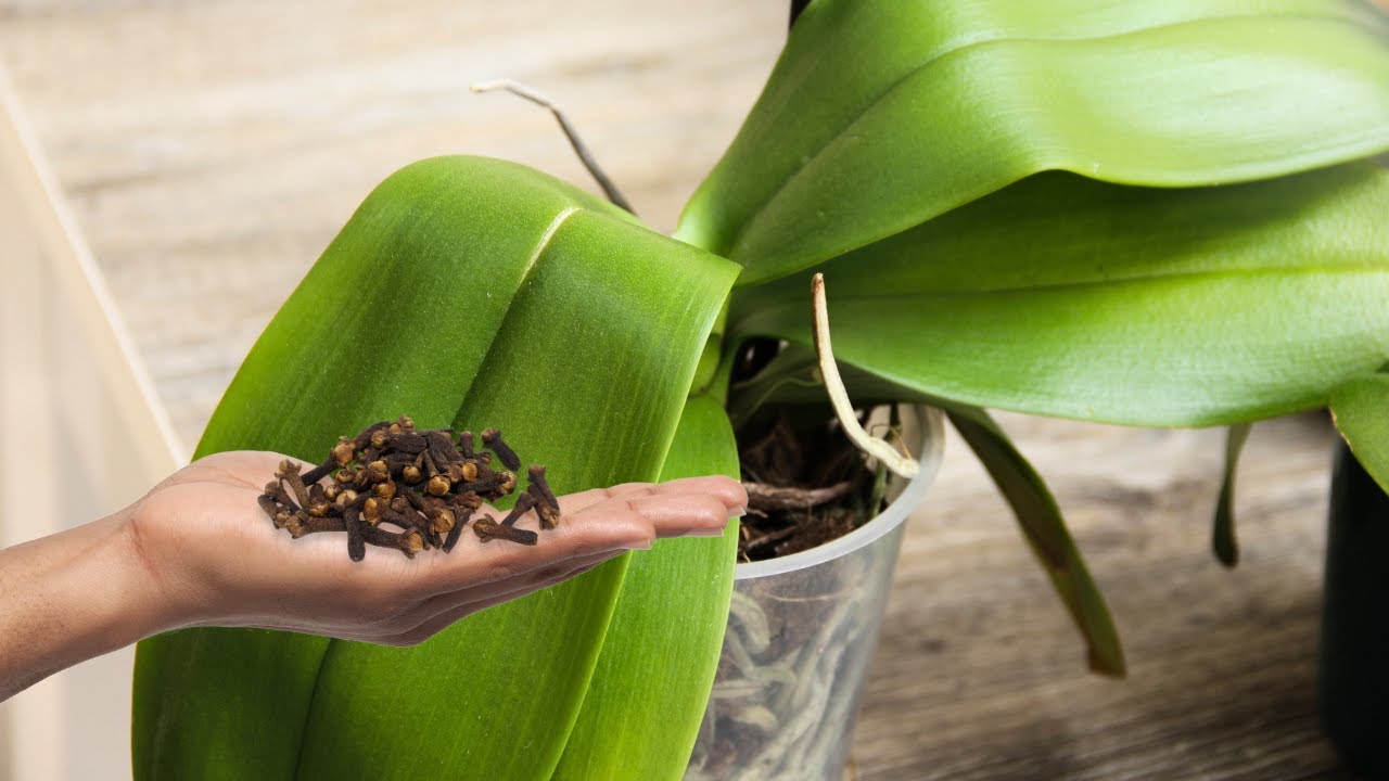 Just give 1 handful! The orchid without flowers suddenly sprouted and ...