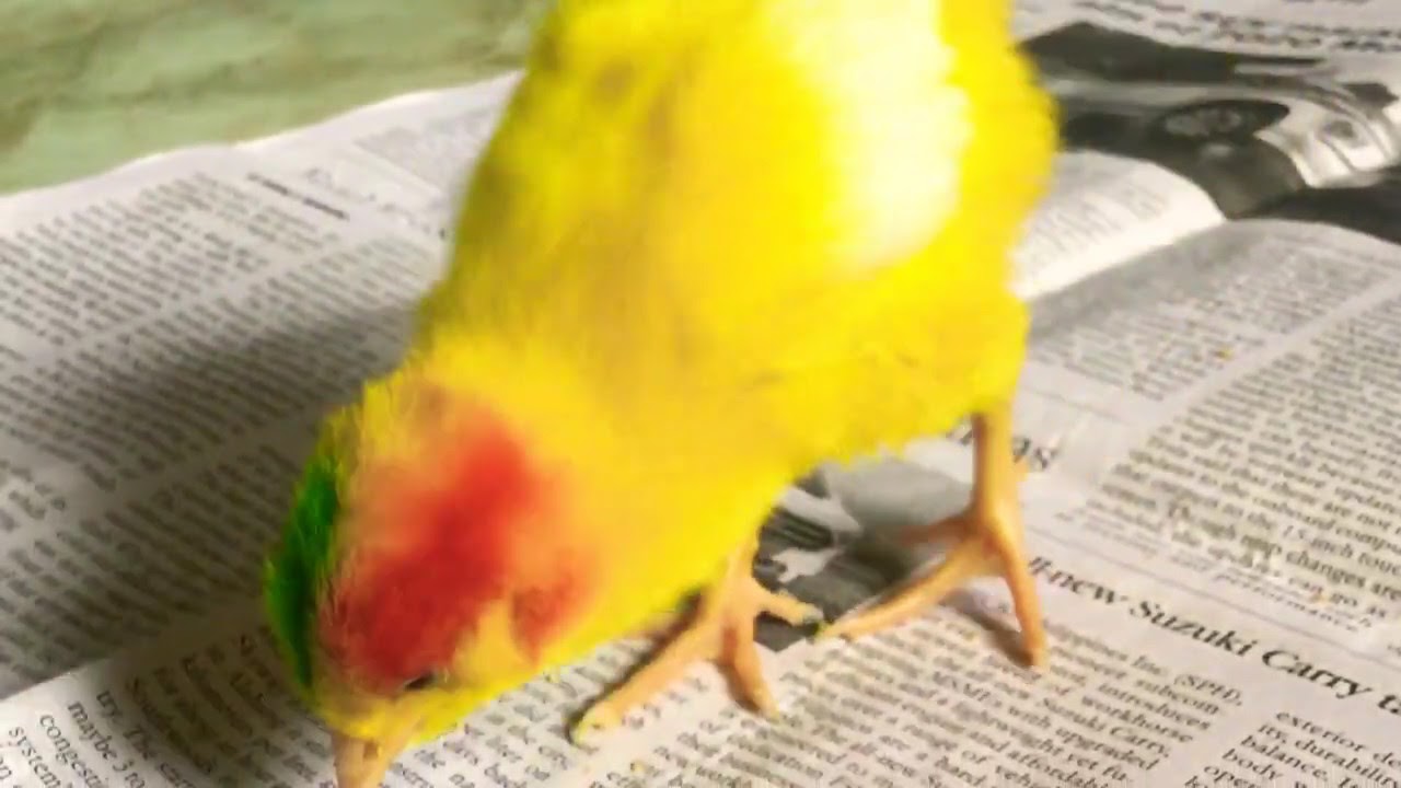 yellow space hairball pecks sum dust - YouTube