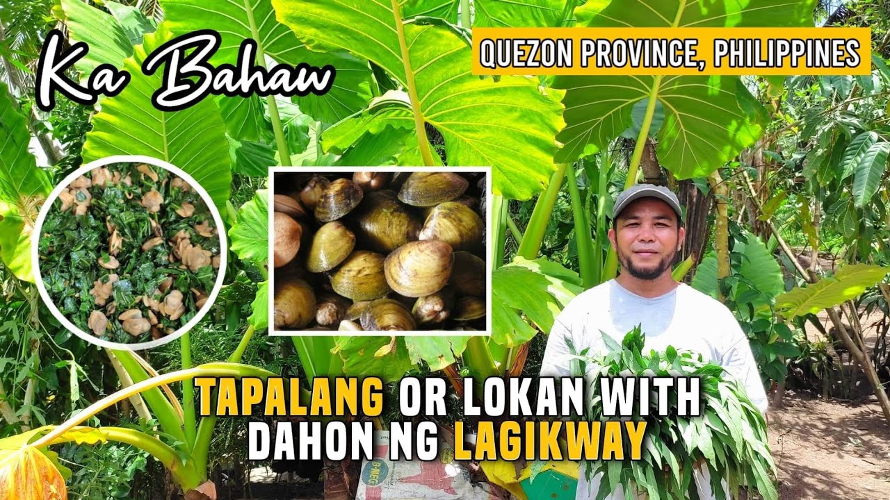 Part 2- Tapalang or lokan with dahon ng lagikway | Buhay Probinsya ...