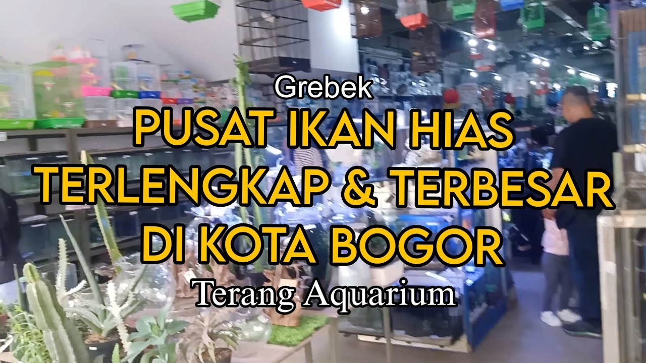 Grebek‼️PUSAT IKAN HIAS TERLENGKAP & TERBESAR DI KOTA BOGOR‼️Terang ...