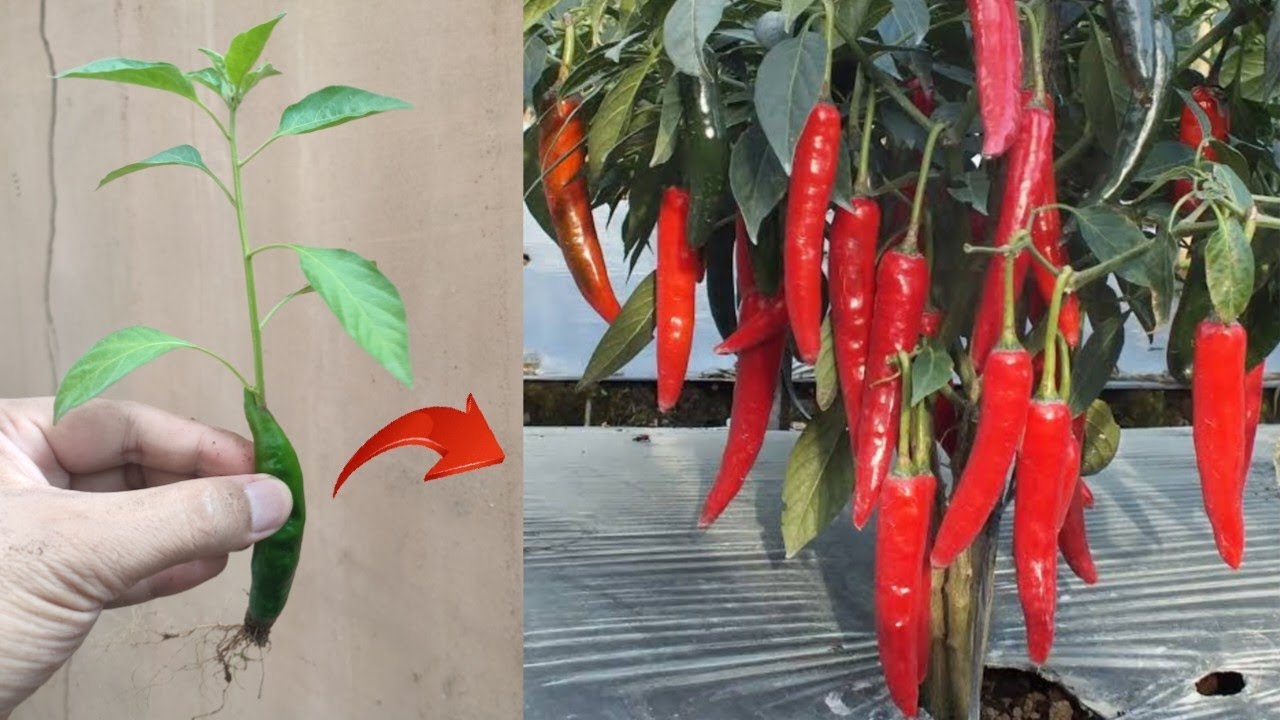 Good skills! Growing a grow chilies tree from chili fruit in pot - YouTube