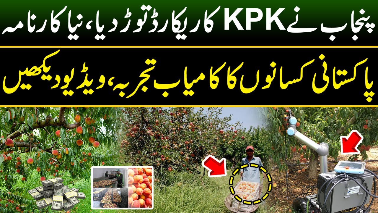 Punjab Made a New Record After KPK | Peach Cultivation in Pakistan ...