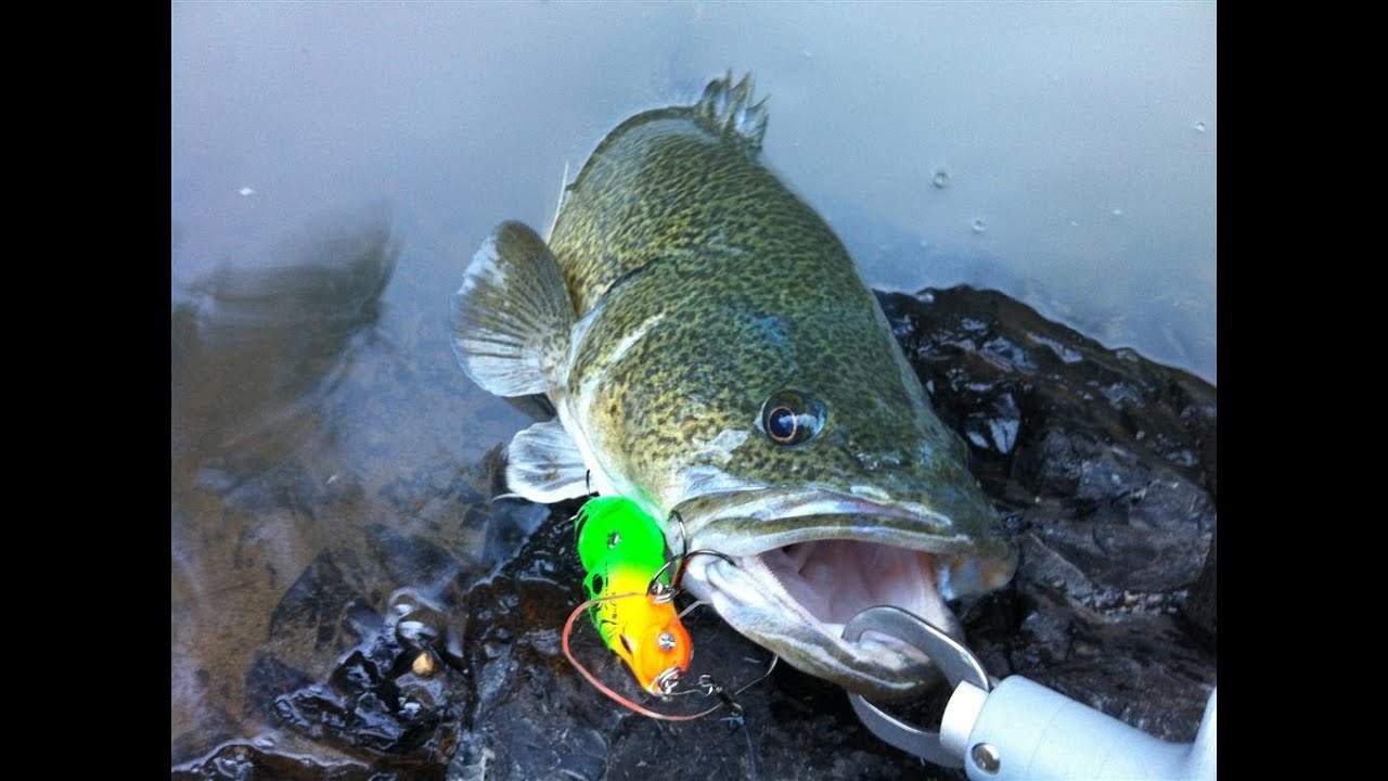 Murray Cod Surface Fish - YouTube