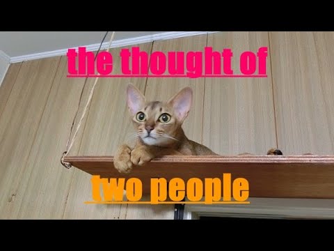 ネコ動画あび＃93　the thought of two people　Abyssinian　アビシニアン　あび
