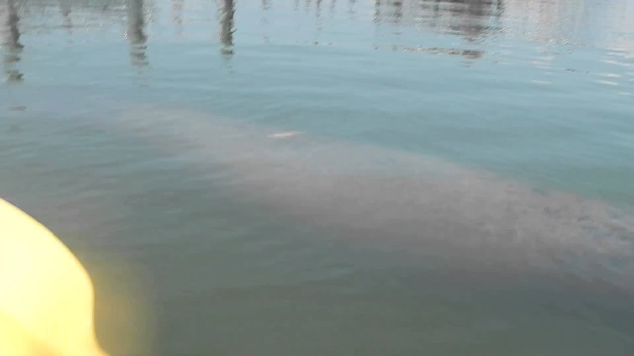 Manatee Encounter While Kayaking Off Captiva Island, FL - YouTube