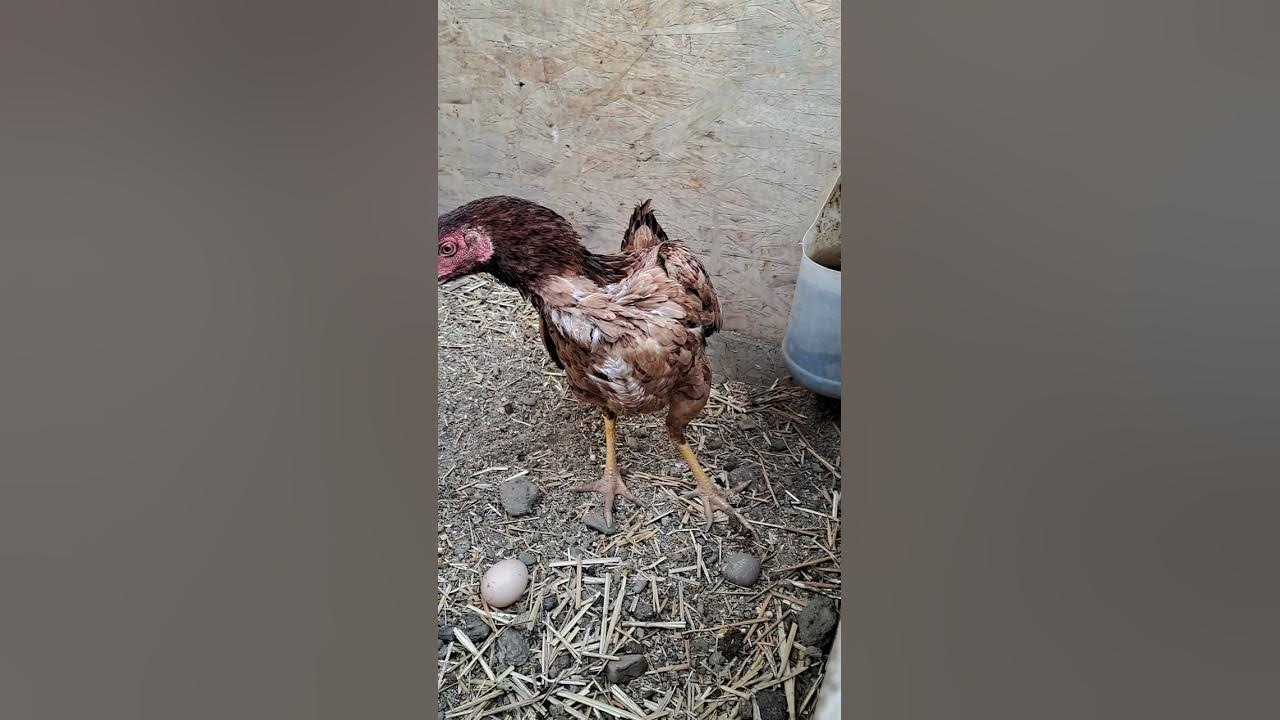 Poj qaib VIP npaj rau xyoo tuaj no(VIP Hens 100524) #qaib #hmoob #laos #thai #thailand #rooster ...