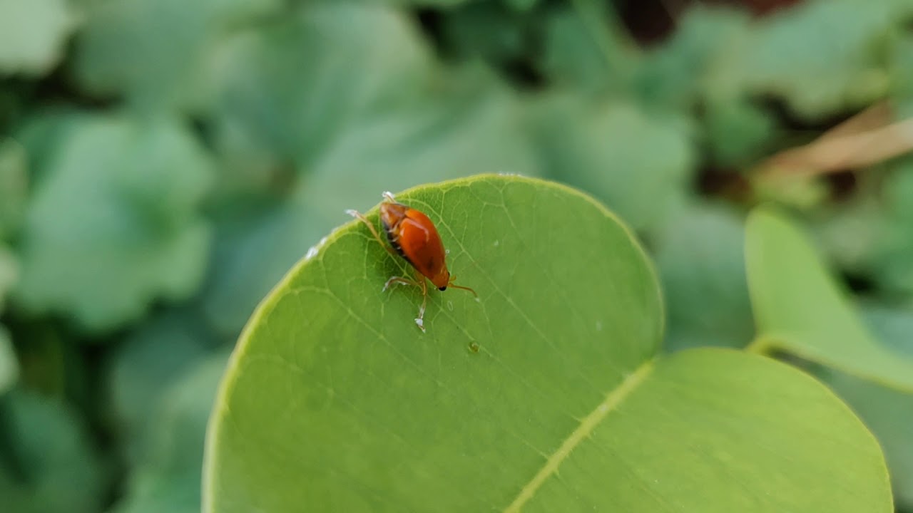 small red bugs - YouTube