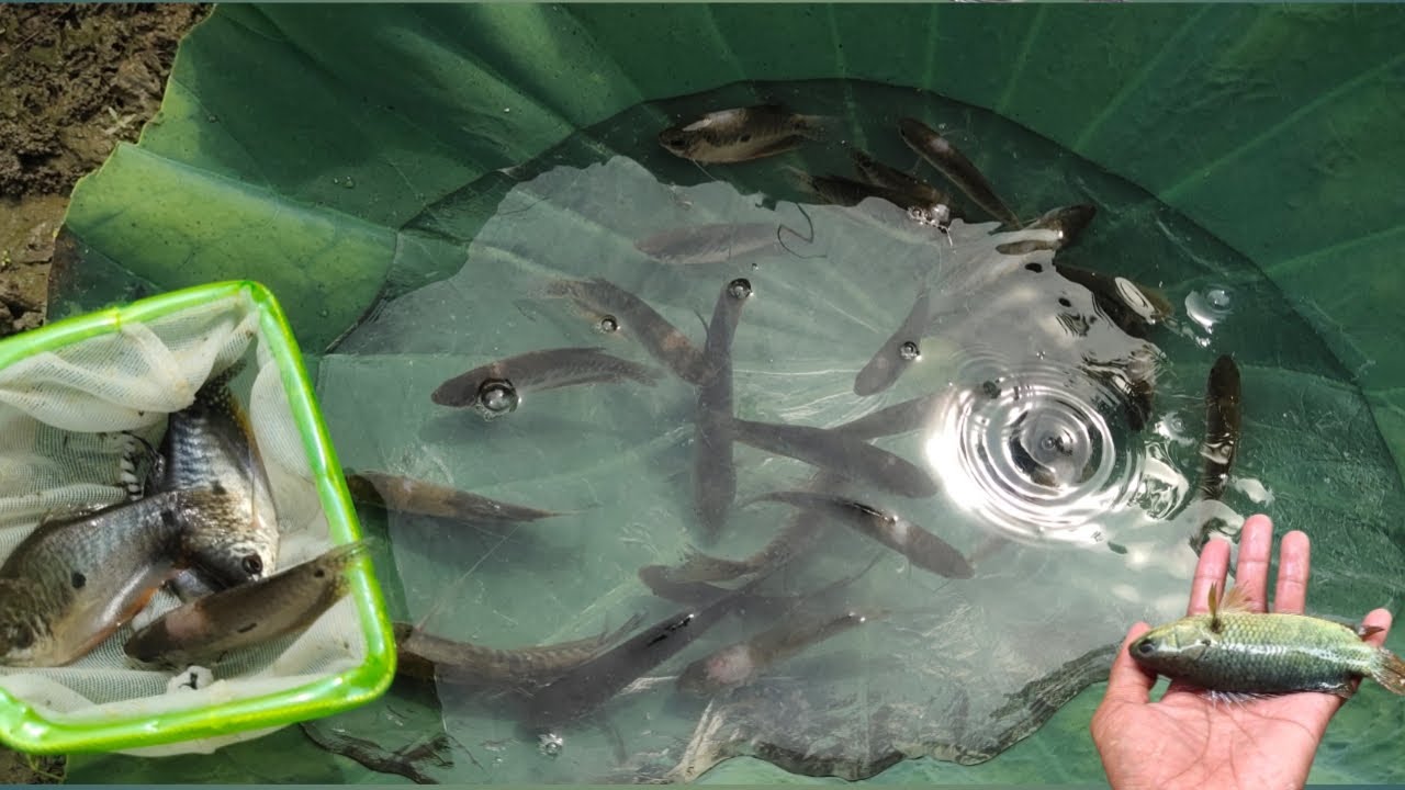 Amazing! Berhasil dapat ikan gabus dalam lubang ada ikan betok, ikan ...
