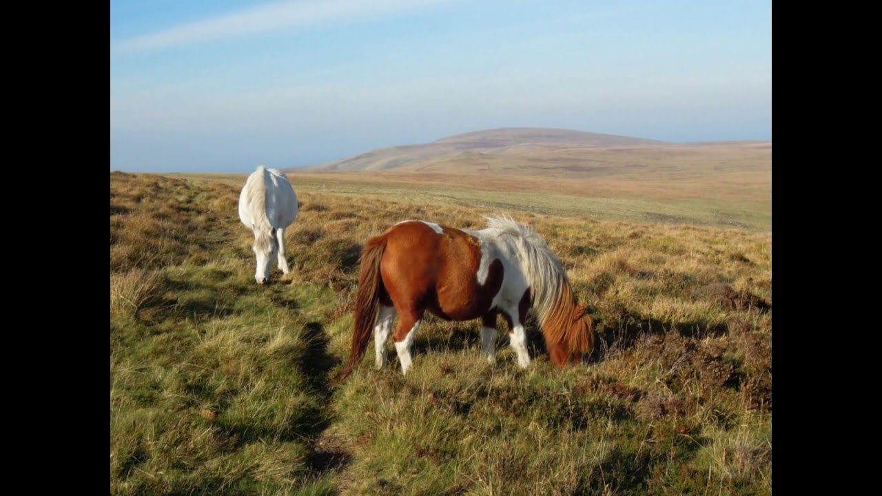 Dartmoor - Belstone To Teignhead Farm - YouTube