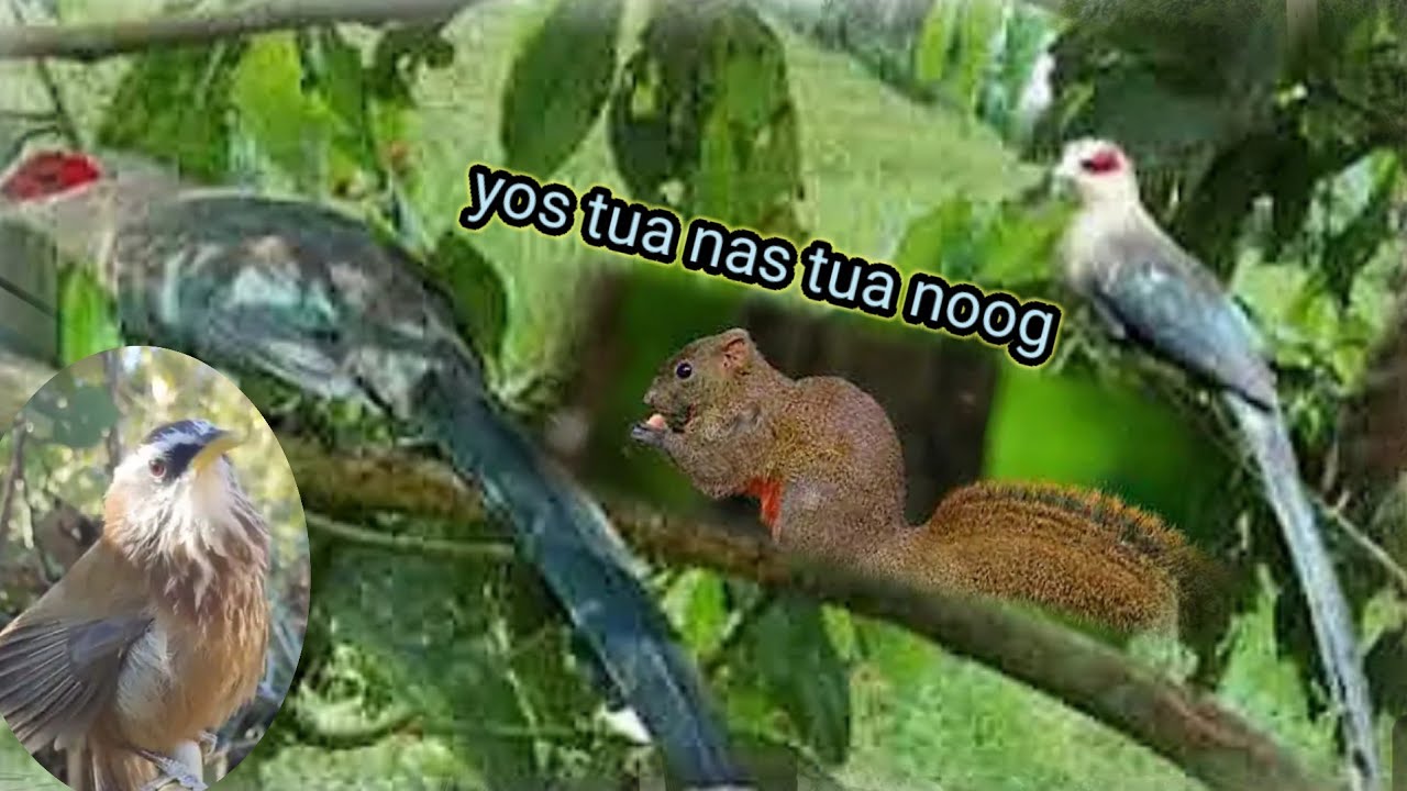 mus saib nyub tom tsav thiab yos hav zoov tua nas tua noog - YouTube