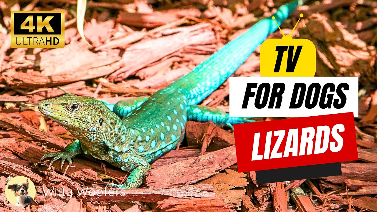 Nature TV for Dogs: Thrilling Lizard Chases for Your Dog 🦎 Witty ...