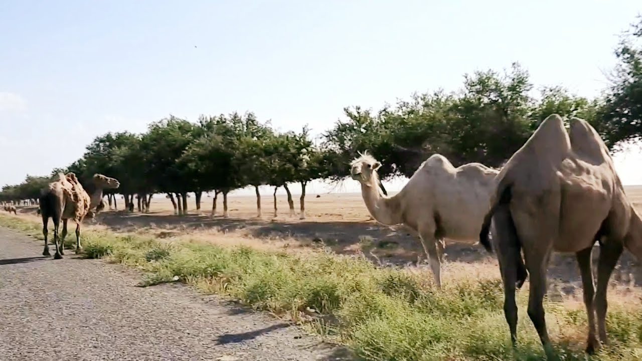 Taukent | Caught in rain and wind | Camels. - YouTube