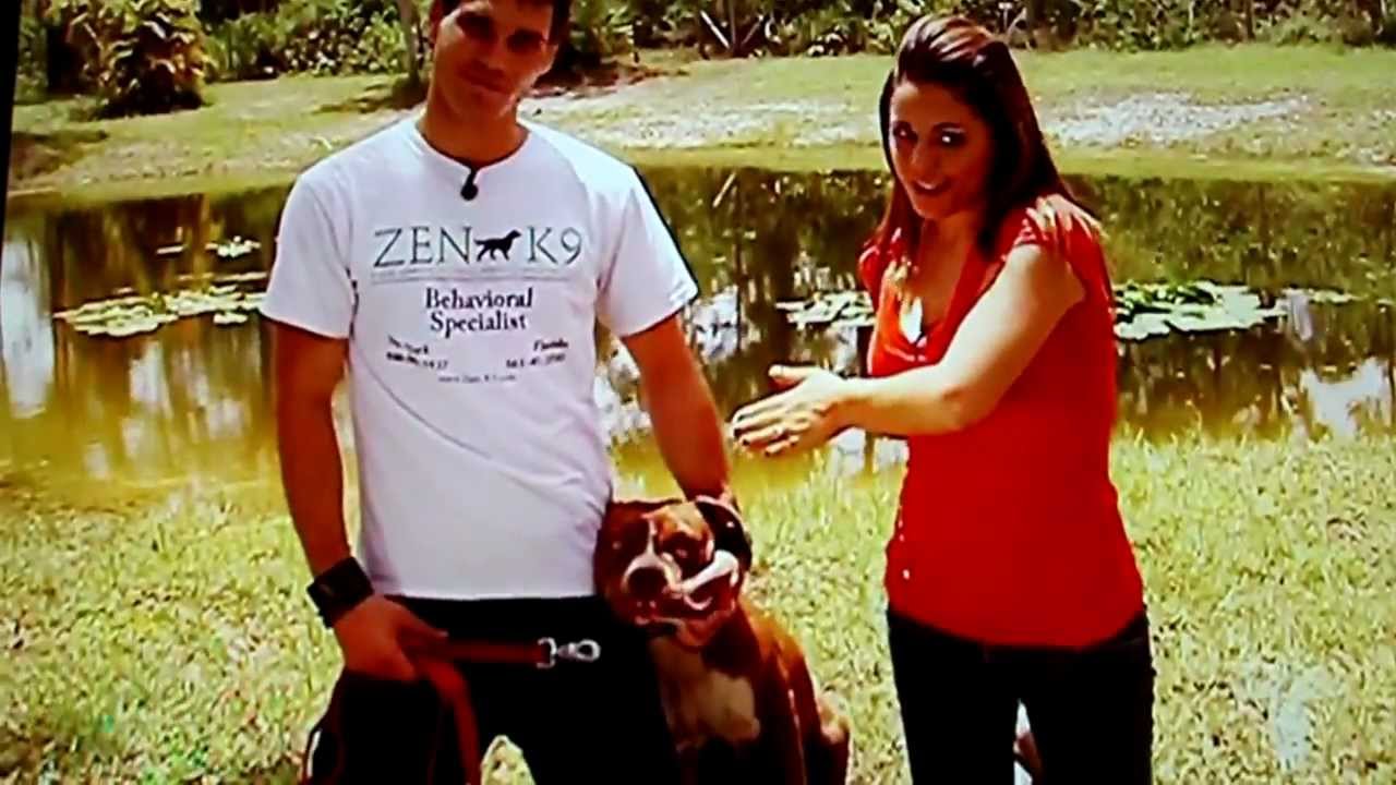 Zen-K9 with Telemundo 4. - YouTube