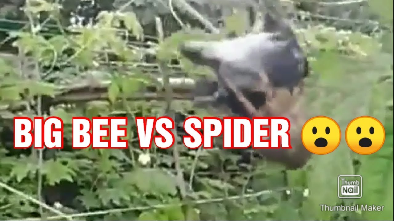 BIG BEE VS SPIDER (AMAZING FIGHT) 👌!!! #Spider #RyanDcMandaragit # ...