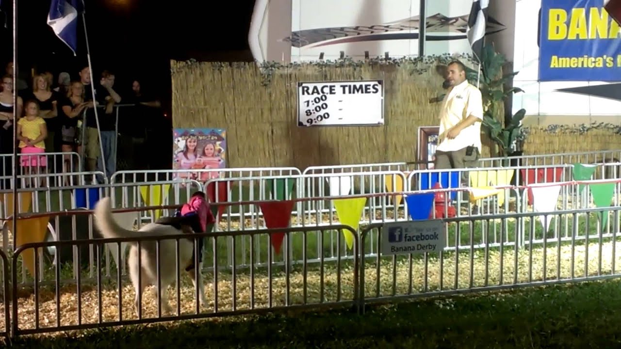 Monkey races - YouTube