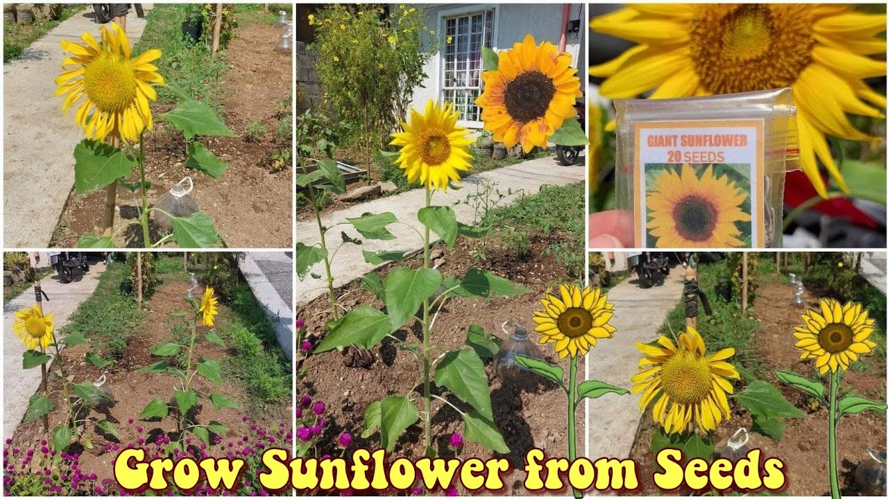 How to plant sunflower from seeds| From Sowing to Fully Bloomed ...