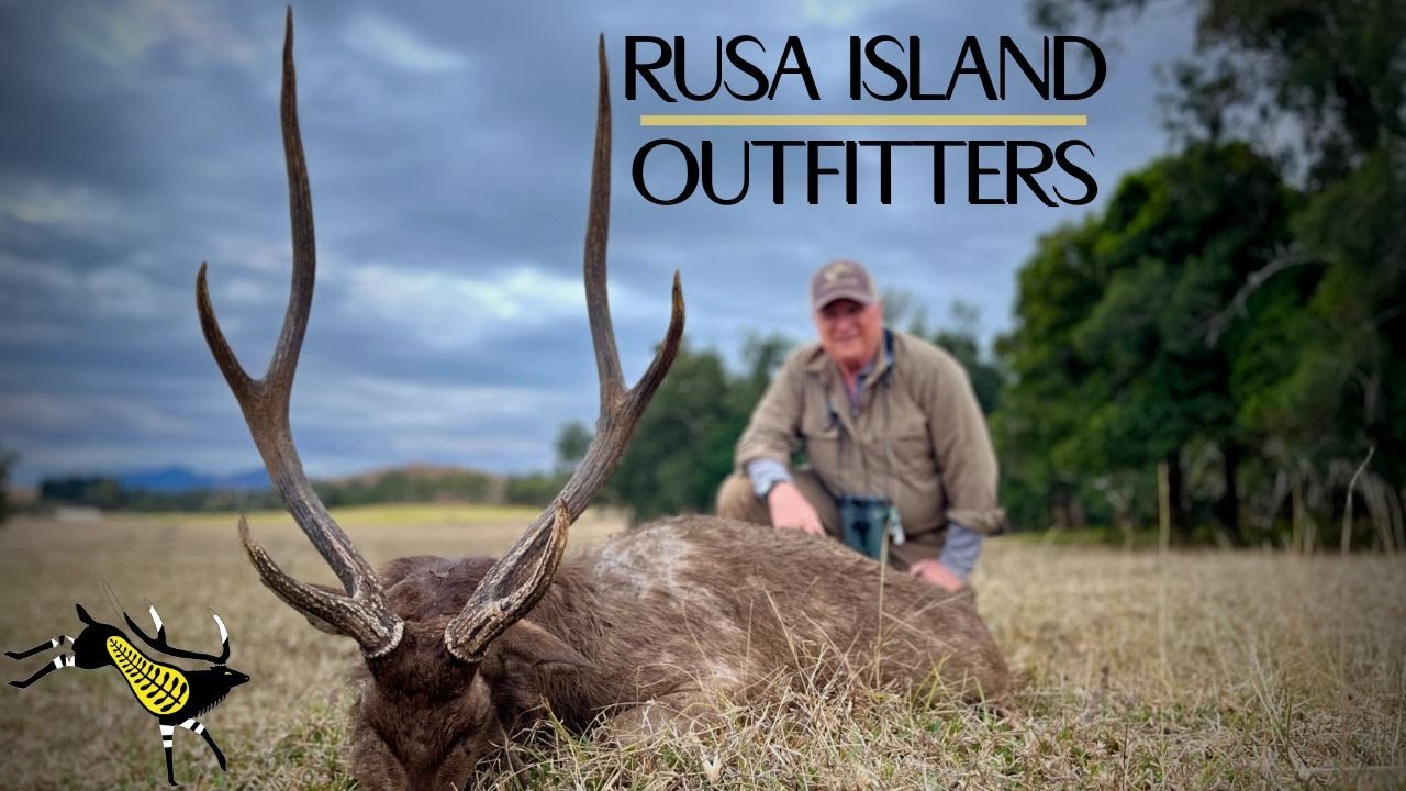 Epic Slo-Mo Kill-Shot on a BIG Rutting Javan Rusa Stag in New Caledonia ...