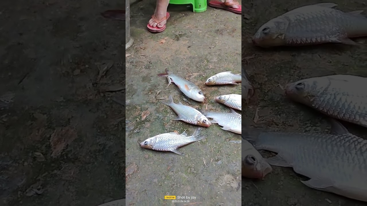🐠 Ready to Eat | Live Puti Fish #Shorts#shorts #fishing #live #fish # ...