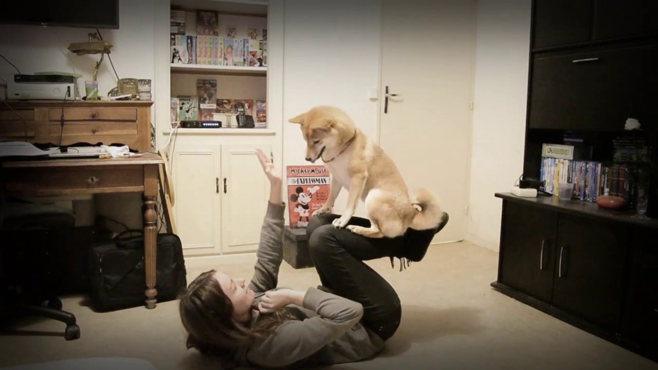 Akina shiba inu - obérythmée / Dog dancing - YouTube