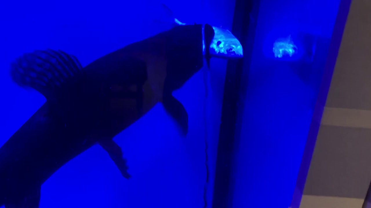 Feeding the Giant Wolf Fish - YouTube