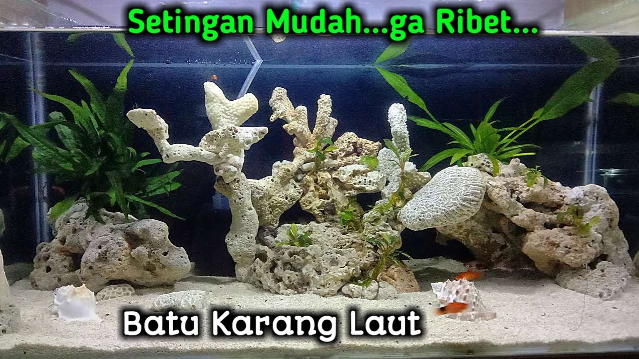 Aquascape Batu Karang Laut...., Mudah dan Nggak Ribet - YouTube
