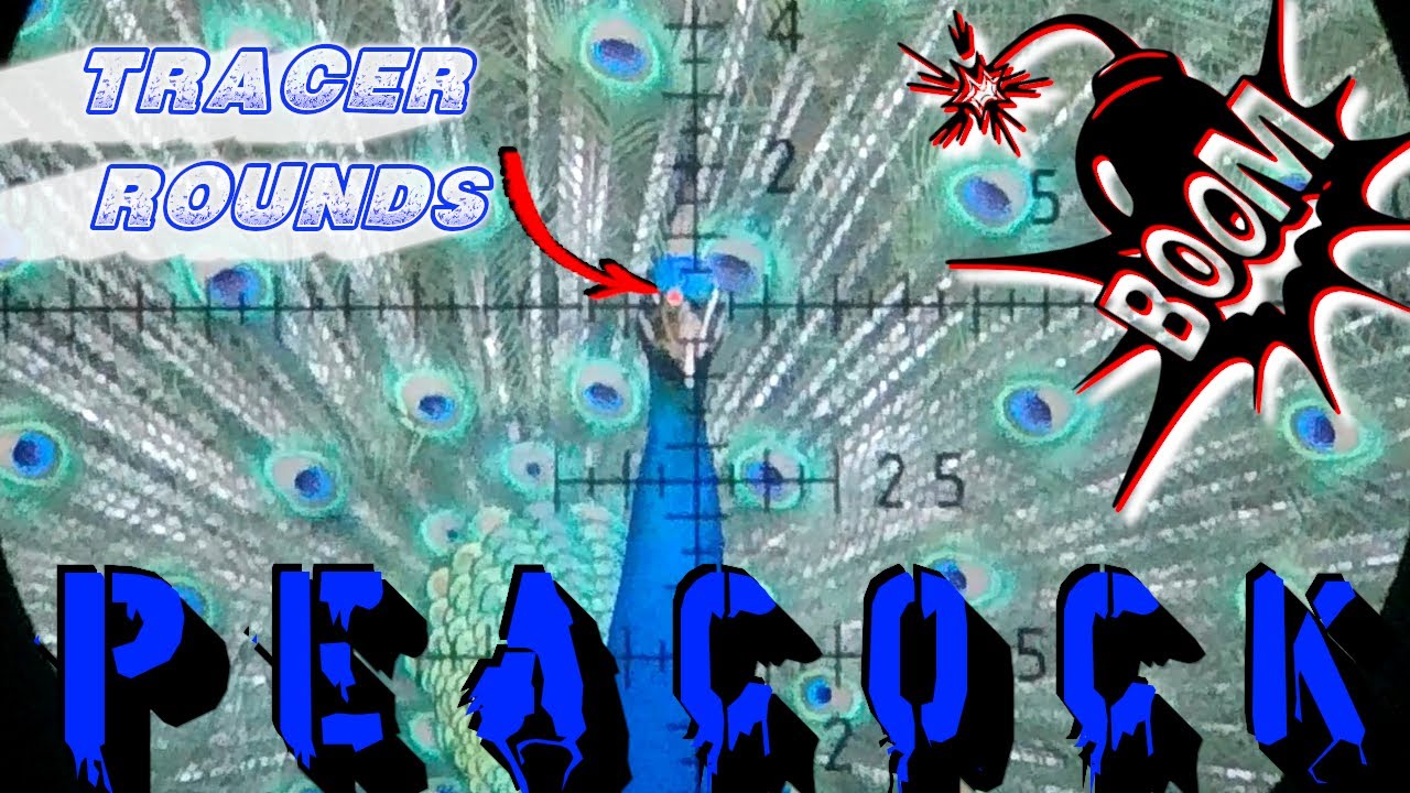 INSANE Peacock Hunting | HEADSHOTS | Airgun Evolution - YouTube