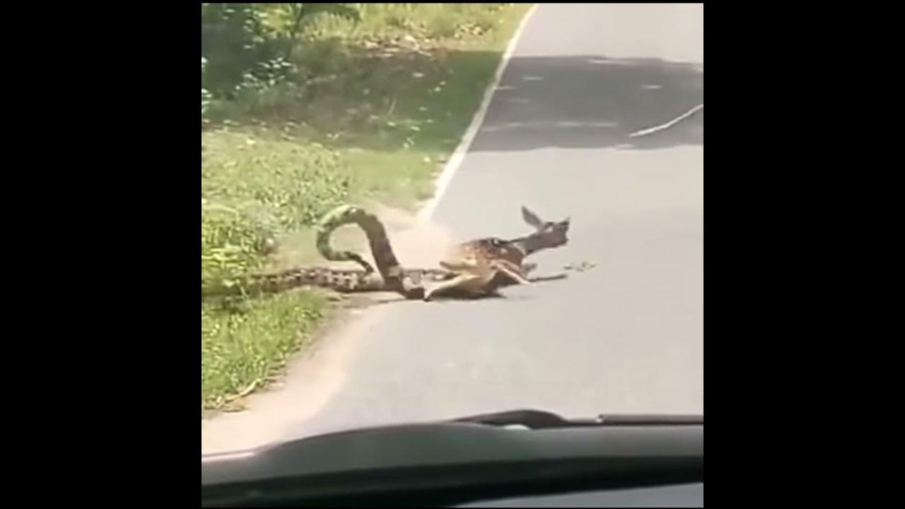Lucky deer escapes from python(Lucky escape) - YouTube