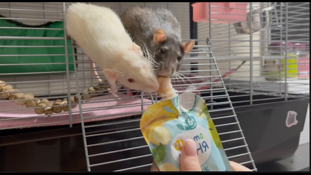Girlfriend rats eat yummy - YouTube