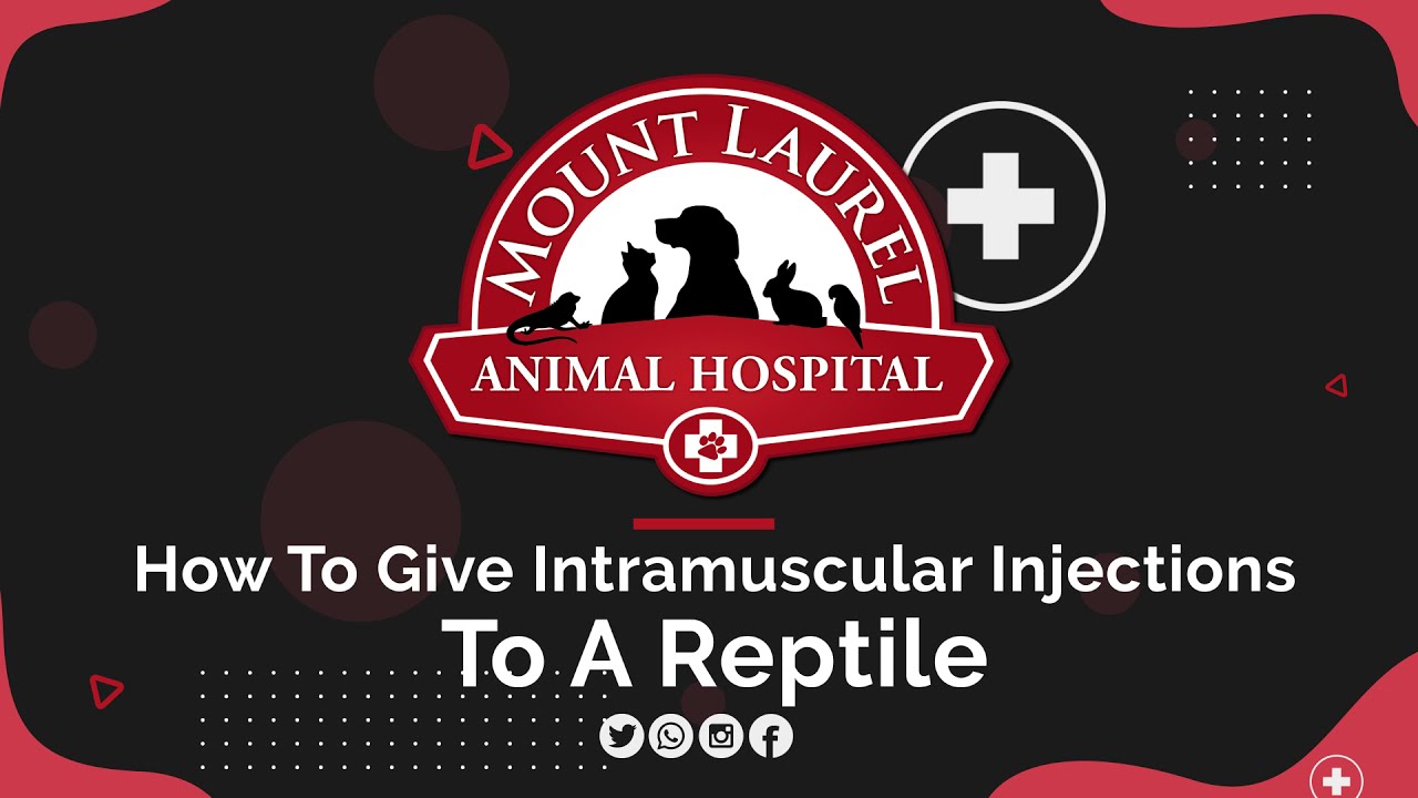 How To Give Intramuscular Injections To A Reptile - YouTube