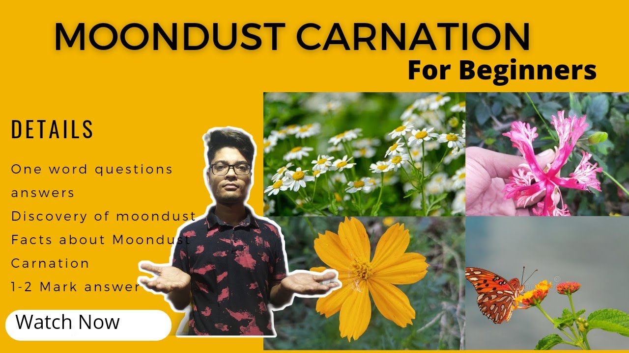 Moondust Carnation for Beginners 💯|Mechanism| Application| - YouTube