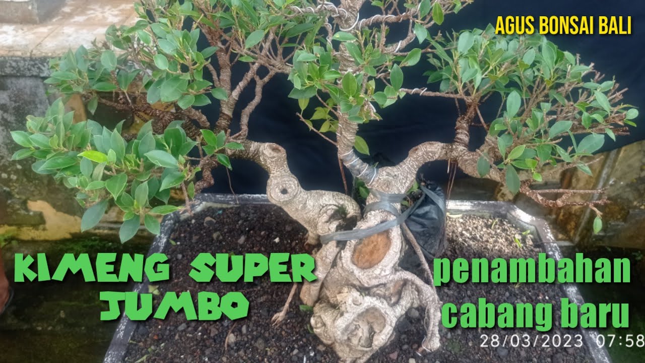 bonsai kimeng jumbo | agus bonsai bali - YouTube