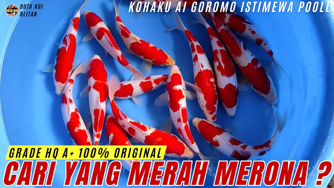 CARI IKAN KOI MERAH MENYALA? INI SAATNYA !! KOHAKU AI GOROMO GRADE HQ ...