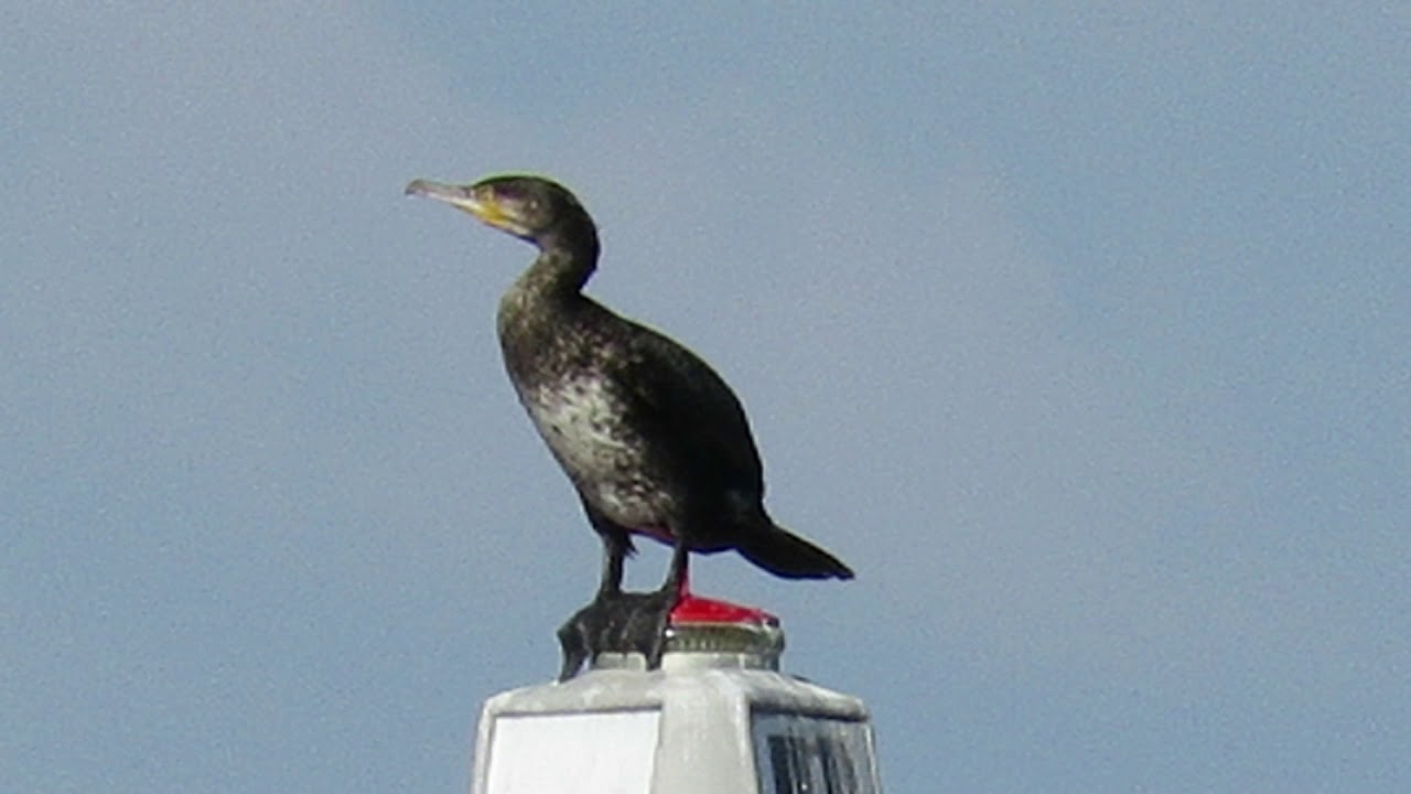 Corvo-marinho-comum / Great Cormorant (Phalacrocorax carbo) Marina de ...