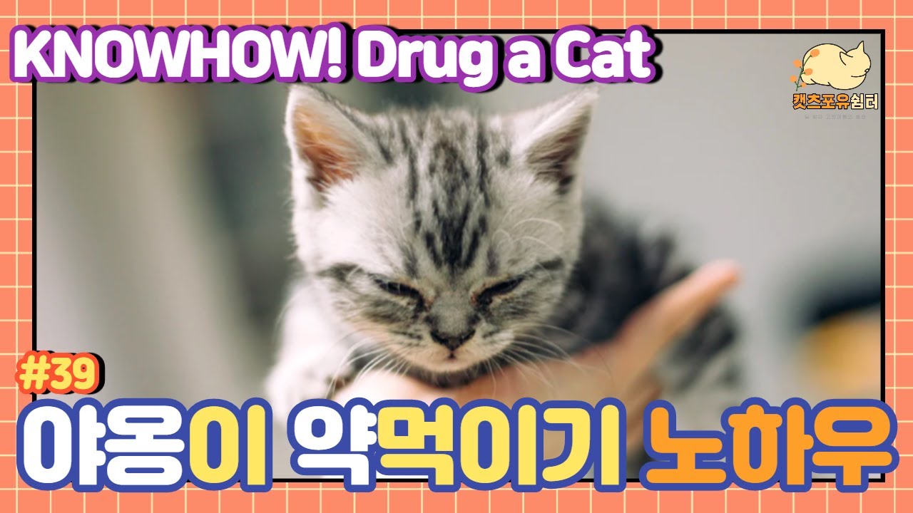 (ENG) 고양이 약먹이는법 알려드릴게요! how to drug a cat 猫に薬を飲ませる方法 - YouTube