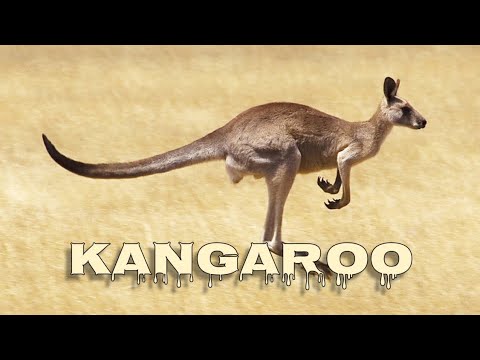 Kangaroo sounds