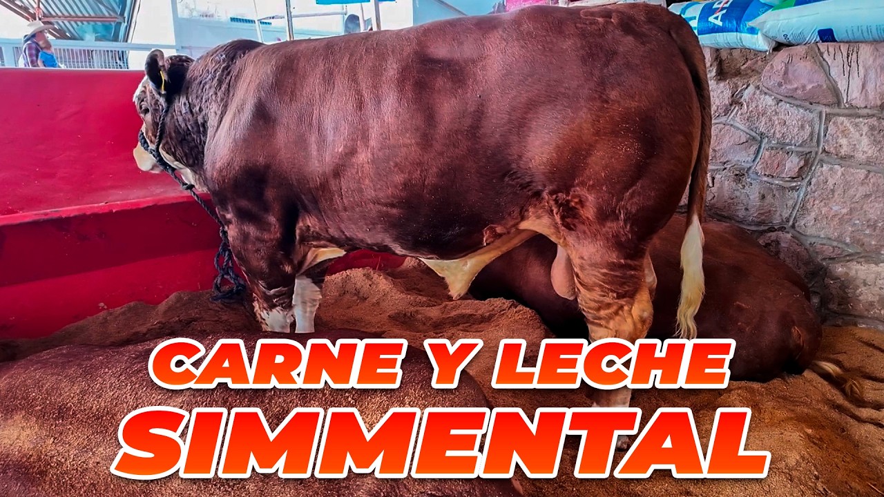 EL SIMMENTAL, CARNE Y LECHE | Rancho Cinco Talentos - YouTube