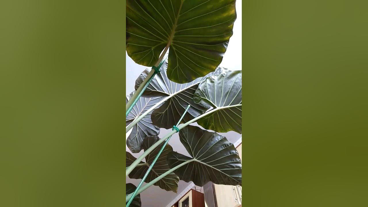 🌴Алоказия Регал Шилдс🌴 #город61 #комнатныецветы #flowers #shorts # ...